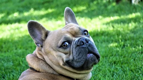 Mops vs Francuski Buldog: Koji Pas je Pravi za Vas?